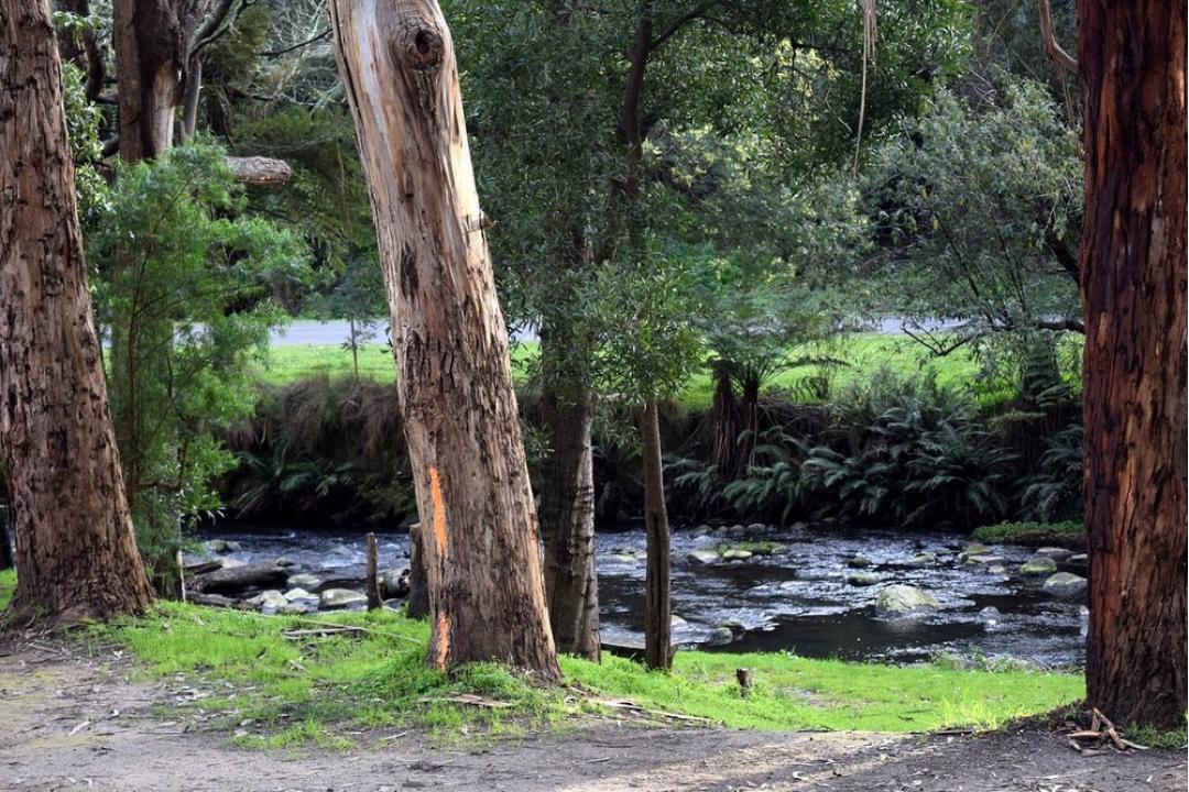 Tarra Valley Retreat Official Site - Local Attractions