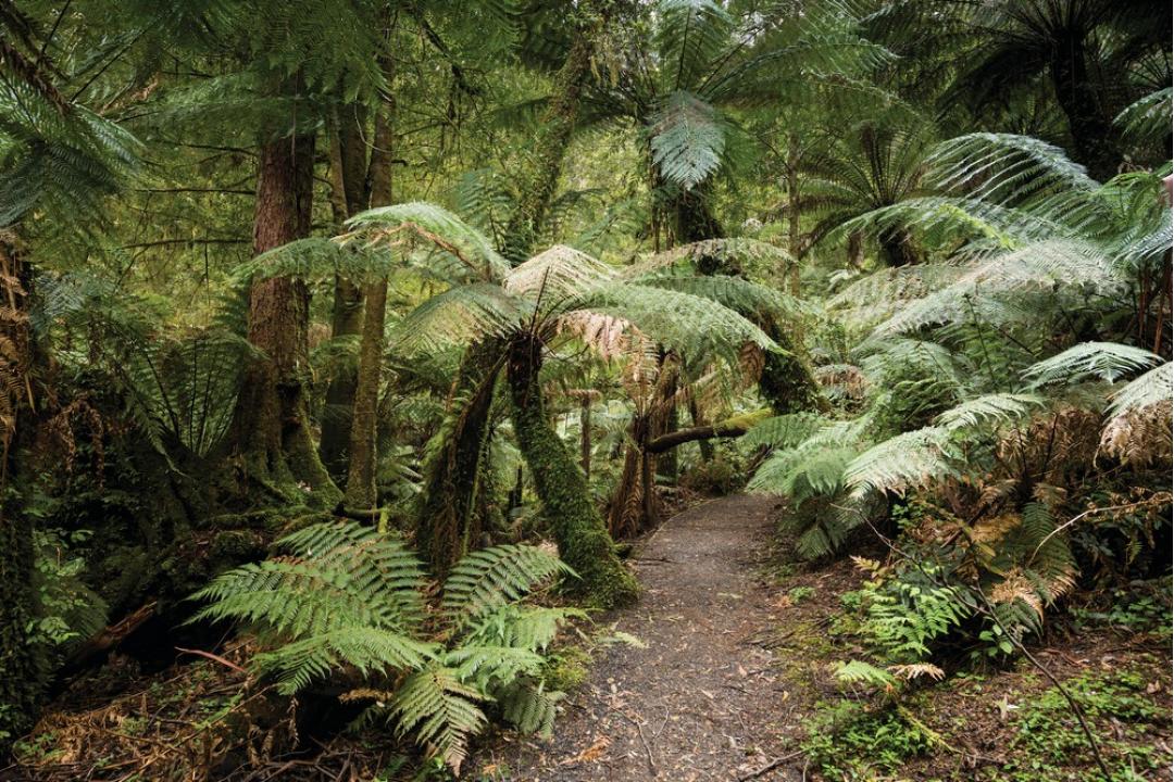 Tarra Valley Retreat Official Site - Local Attractions